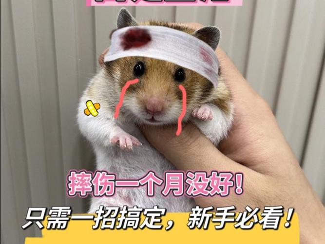 仓鼠摔伤了能自愈吗图标