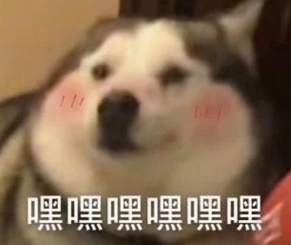 嘿嘿嘿狗狗表情包截图