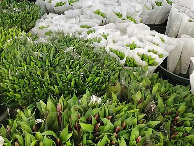 鲜花批发市场进货渠道图标