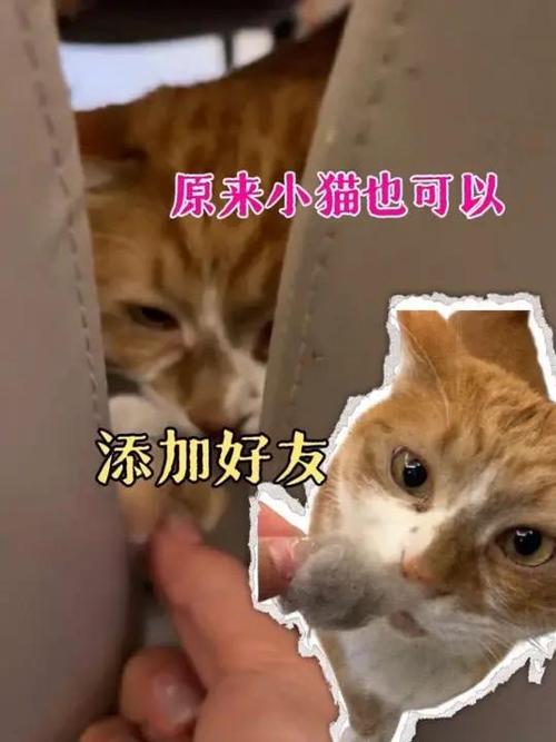 猫聊交友图标