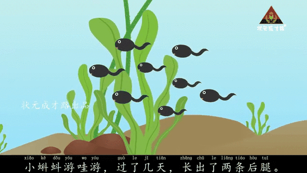 小蝌蚪翻译图标