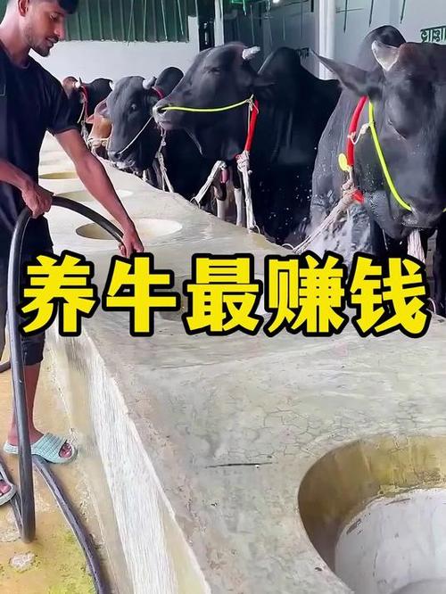 养牛赚钱图标