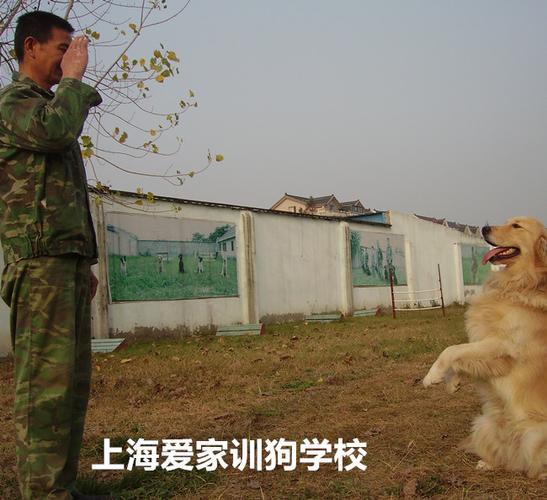 训狗师培训费用多少图标