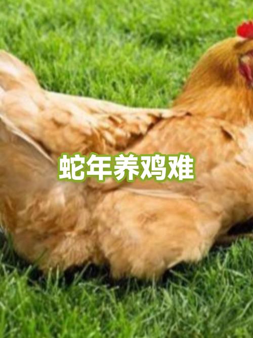 养鸡最旺的三个生肖图标