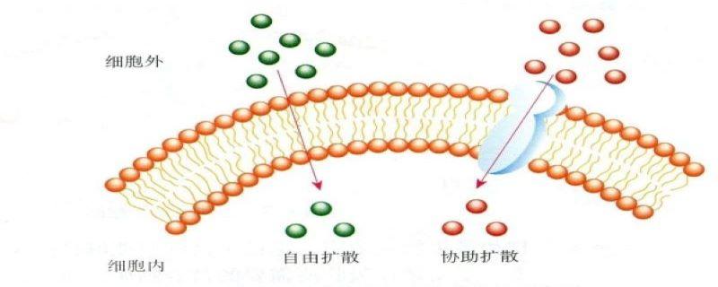 自由扩散需不需要消耗能量图标