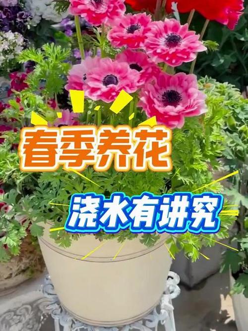 出差三个月花怎么浇水截图