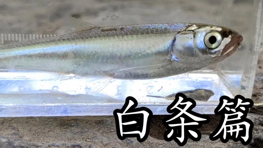 手机屏幕出现白条图标