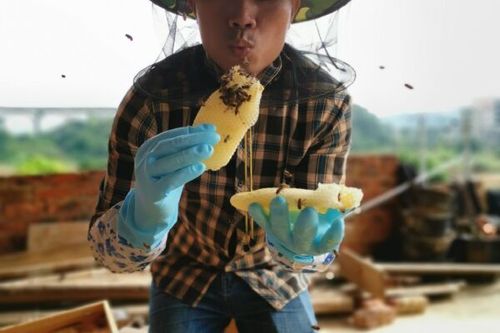 蜜蜂是怎么酿蜂蜜的图标