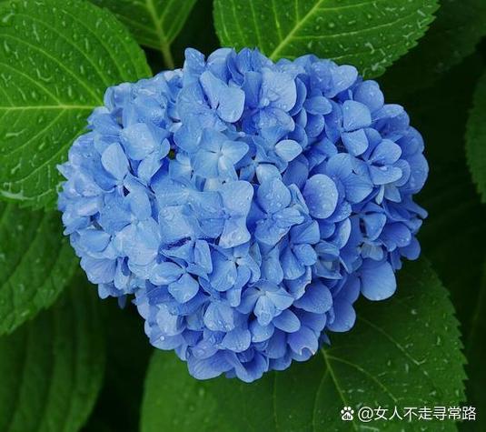 秀球花的图片大全图标
