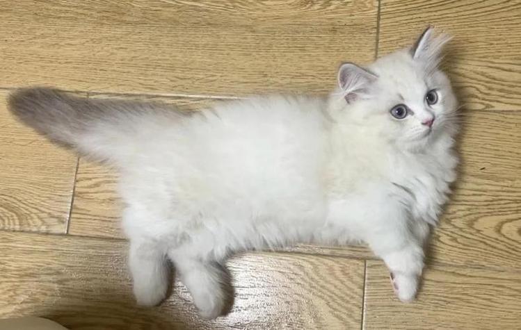 矮脚猫最贵三个颜色截图