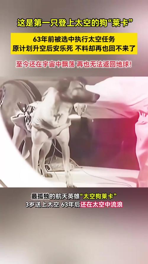 徕卡星球分红狗图标