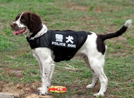 警犬的种类图标