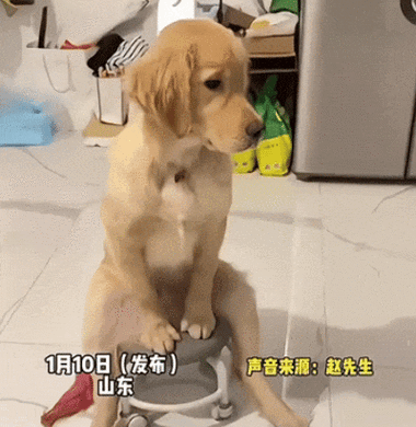 我的狗狗117关怎么过