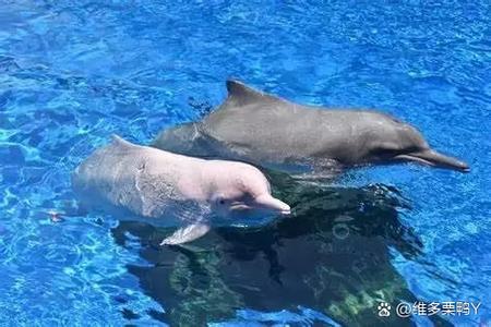 大熊猫证书有用吗图标