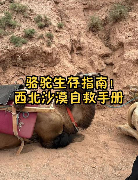 沙漠动物的生存条件图标