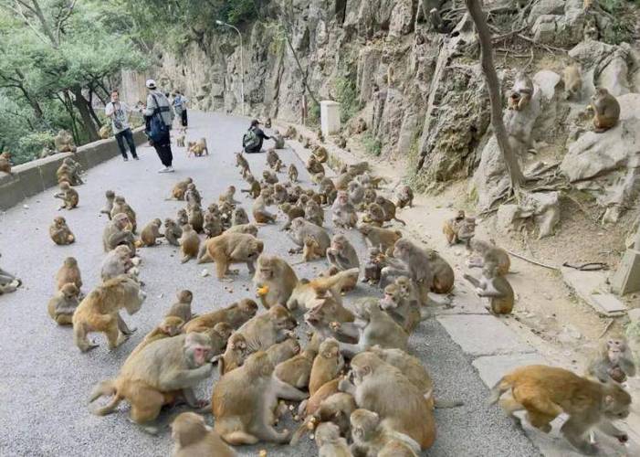 买一个猴子要多少钱图标