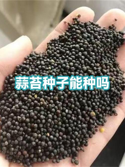 蒜苔种子图片图标