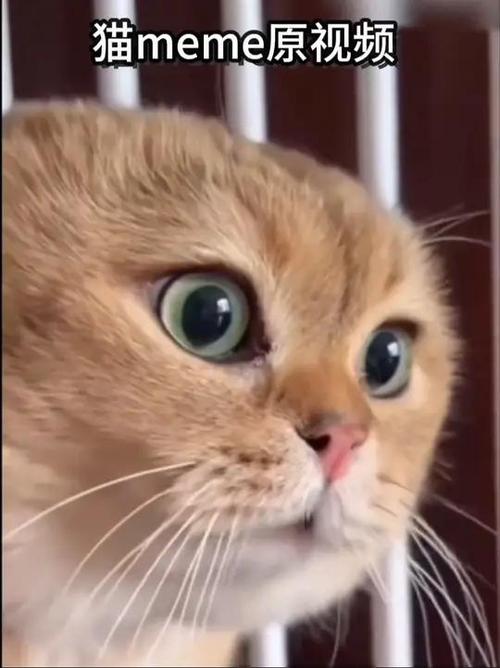 猫meme原声