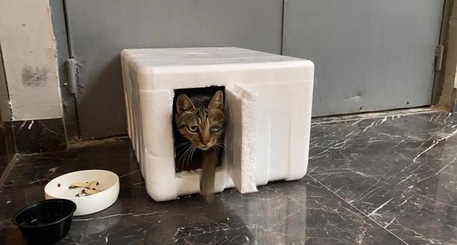 流浪猫猫窝怎么做图标