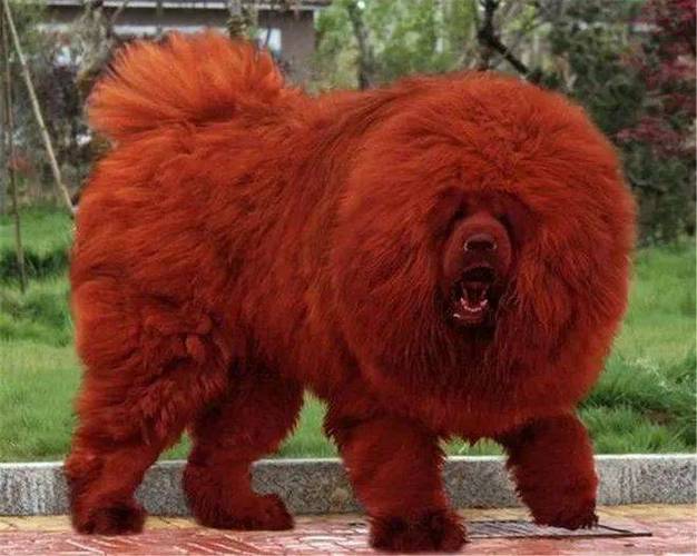 纯种藏獒多少钱一只截图