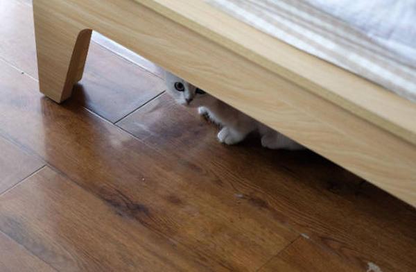 猫咪突然反常的藏起来截图