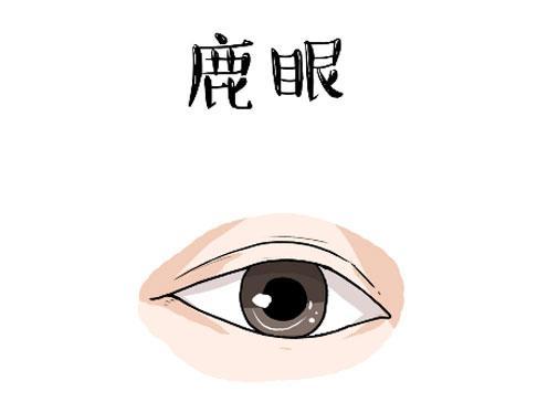 小鹿眼眼睛特征图片截图