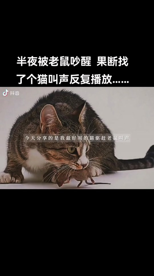 吓老鼠猫叫声播放截图