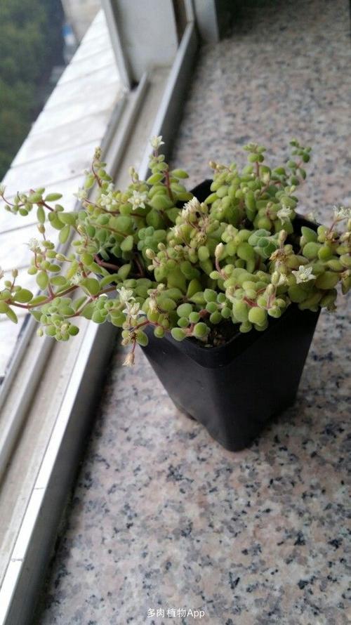 糖豆速花截图