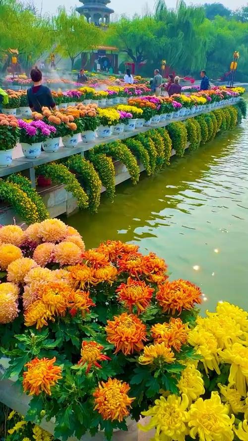 开封菊花图标