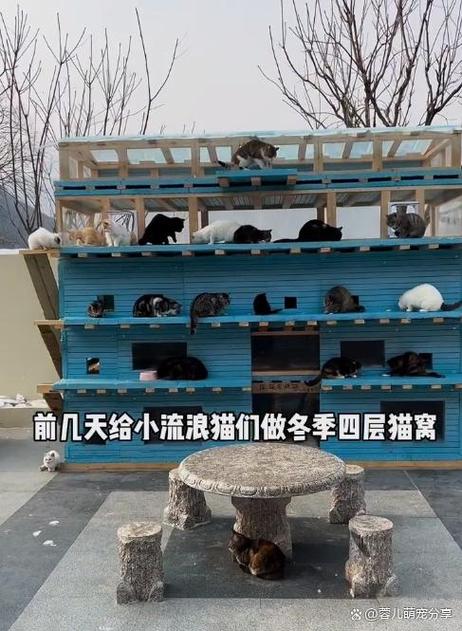 怎么让幼猫认窝