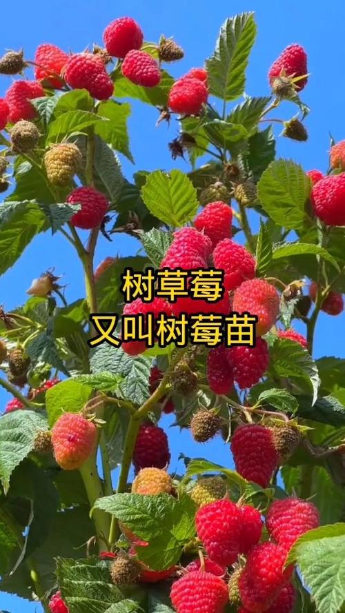 树莓树长啥样图标