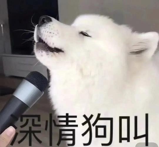 叫表情包