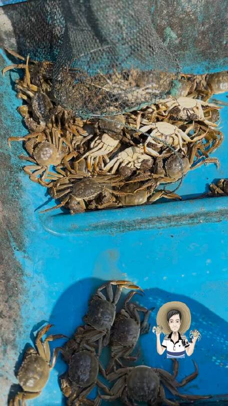大闸蟹捕捞图标