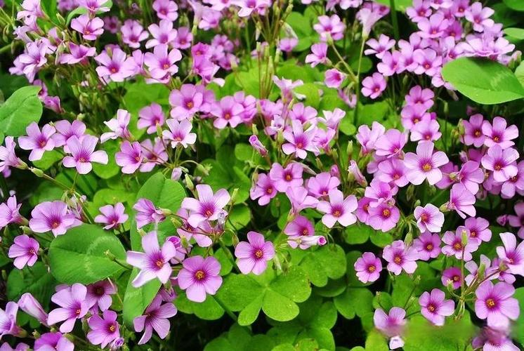 6叶酢浆草图标