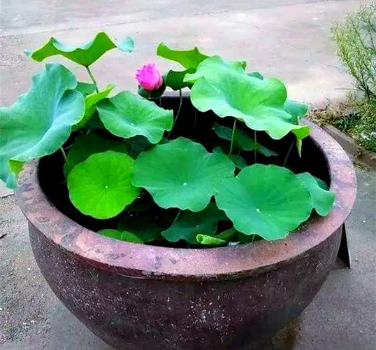 莲花种植方法图标