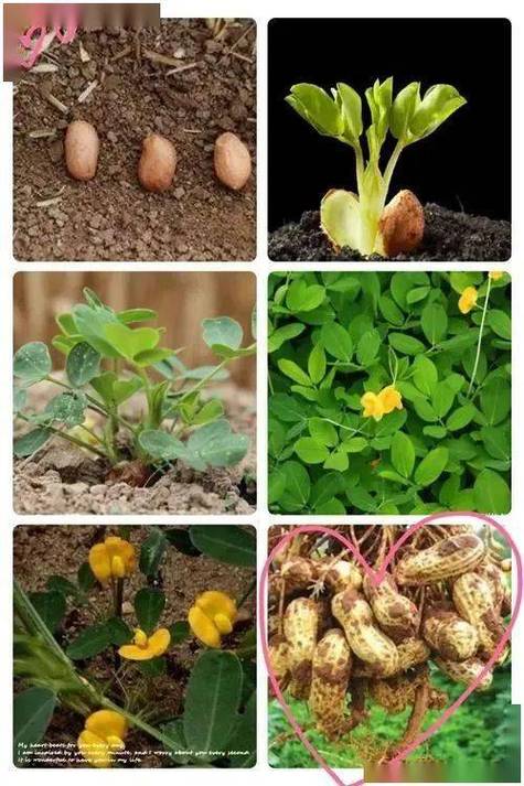 花生种子发芽生长过程