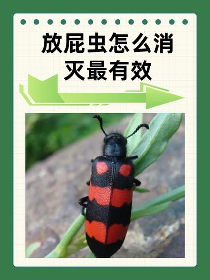 屁虫怎么消灭截图