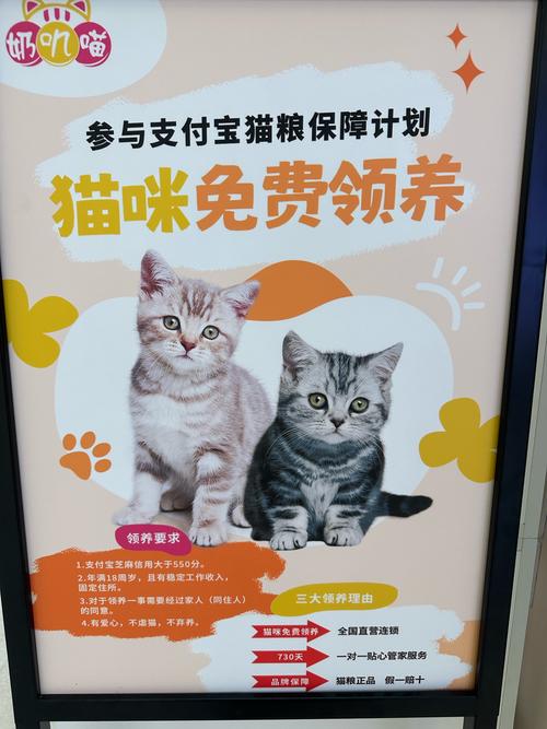 领养猫咪的平台图标