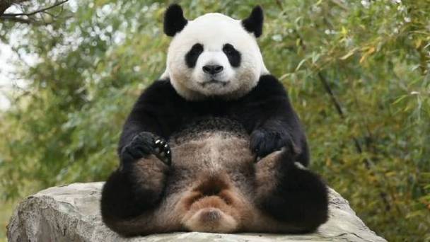 熊猫打坐截图