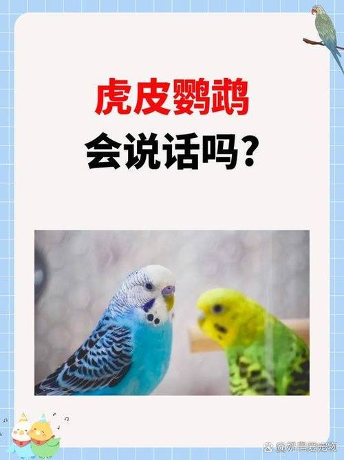 鹦鹉的能力有哪些截图