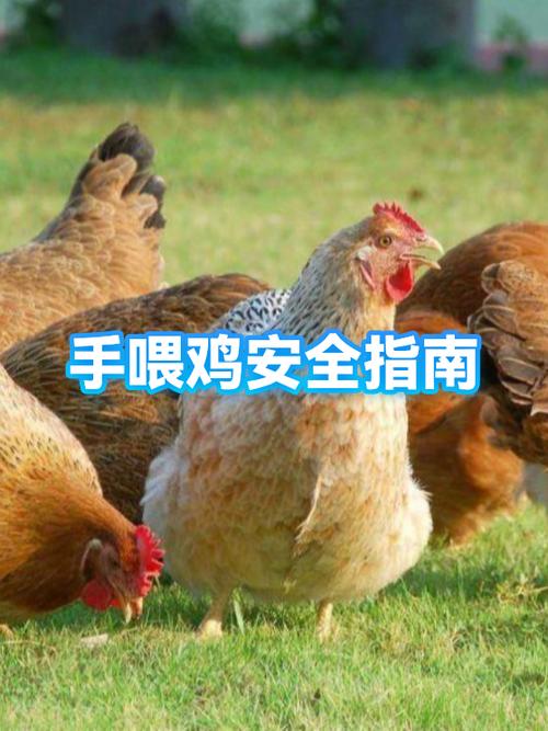 孕妇禁止吃公鸡的原因图标