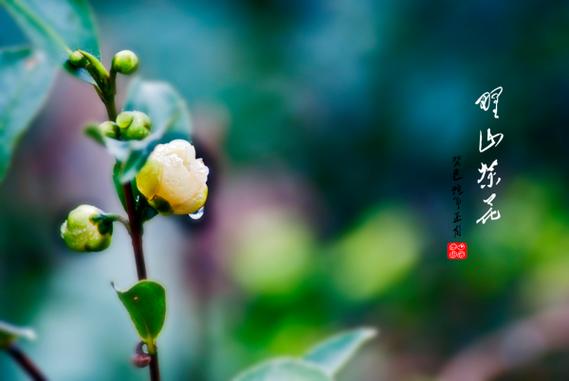 野山茶叶图片图标