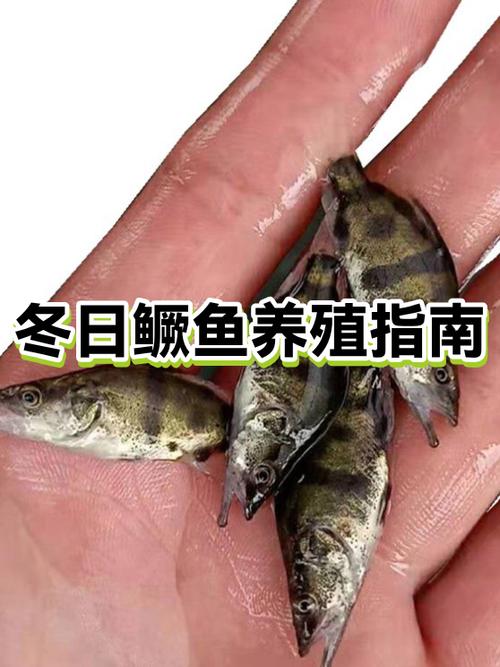 桂花鱼养殖方法截图