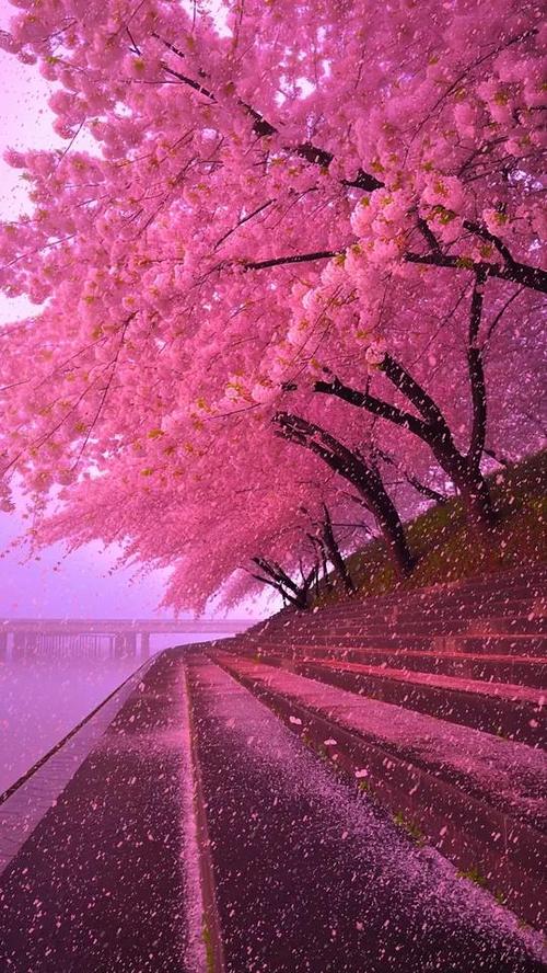 抖音樱花雨