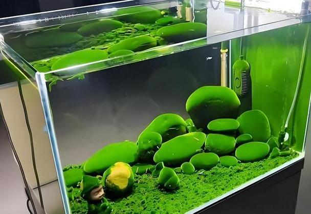 鱼缸水绿了怎么办图标