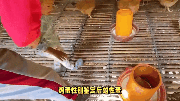 养鸡场的蛋能吃吗图标