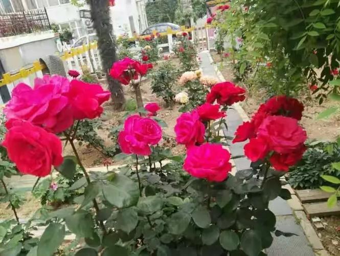 青岛爱心花园小区截图