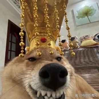 表情包狗图片大全图标