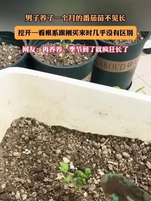 番茄攒时长突然不见了