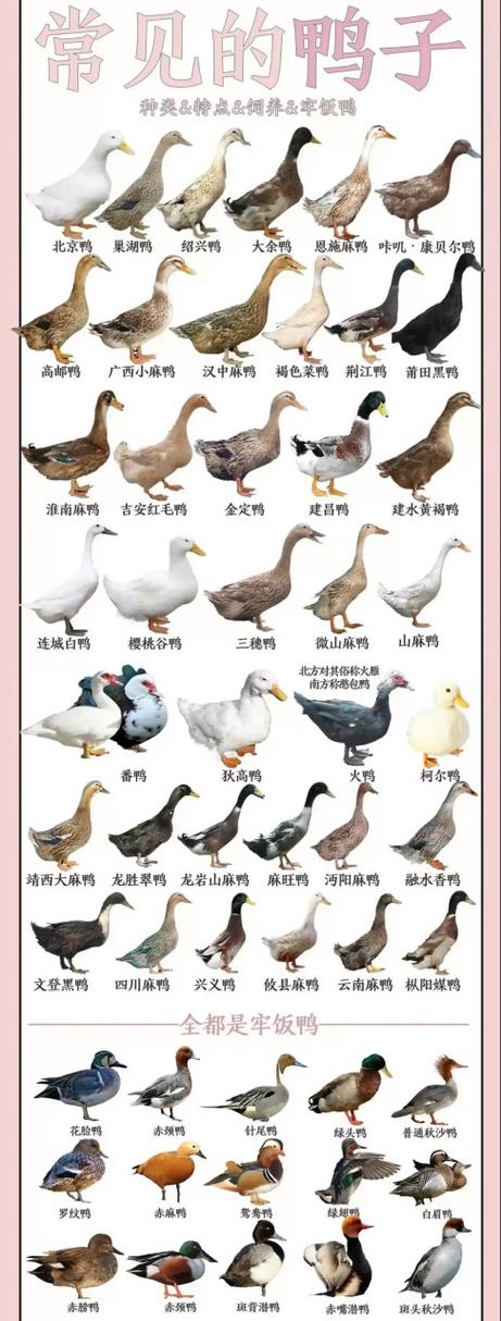 鸭子的品种有哪些图片图标